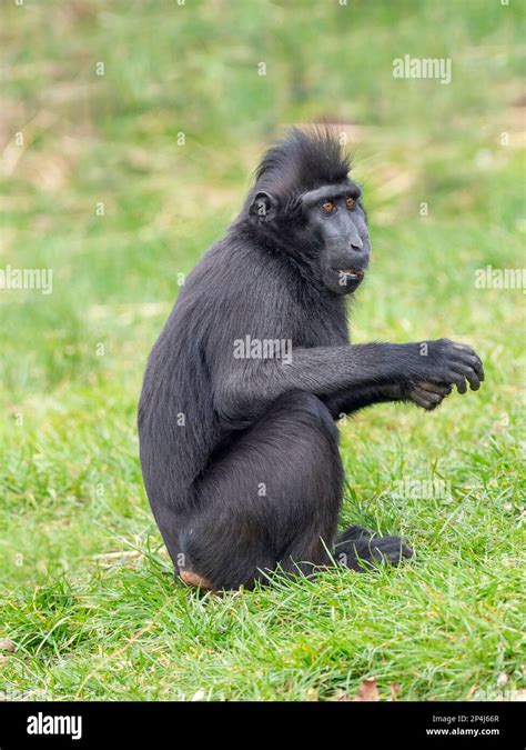 Celebes Crested Macaque Macaca Nigra Also Known As The Crested Black Macaque Sulawesi Crested