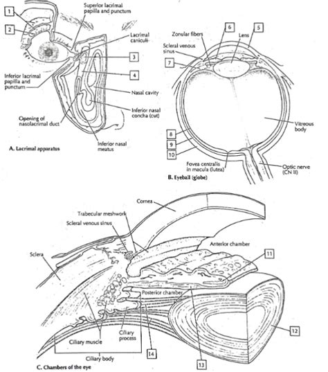 Visual System I Diagram Quizlet