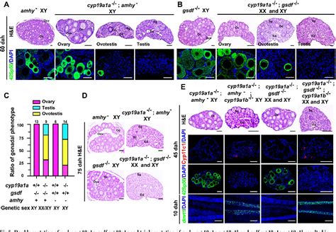 Figure 5 From Dmrt1 Is The Only Male Pathway Gene Tested Indispensable
