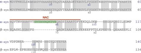 sequence comparison of human a syn and b syn sequence gaps have been