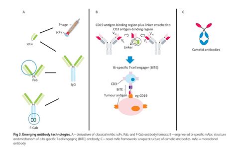 The Benefits And Limitations Of Monoclonal Antibody Therapy Mybiosource Learning Center