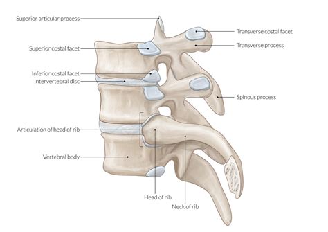 Intervertebral Joint