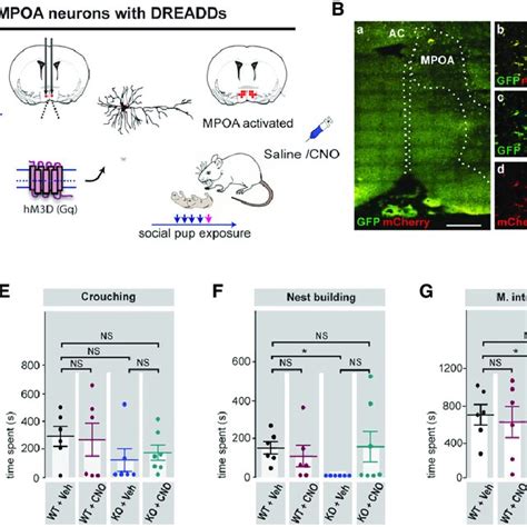 Chemogenetic Activation Of Mpoa Neurons In The Hypothalamus Restores Download Scientific