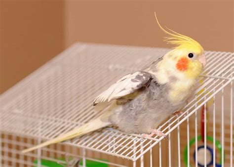 Cockatiel Daily Routines Structure Your Pets Day For Happiness Dr