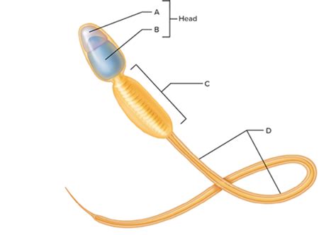 Anatomy Labeling Sperm Diagram Quizlet