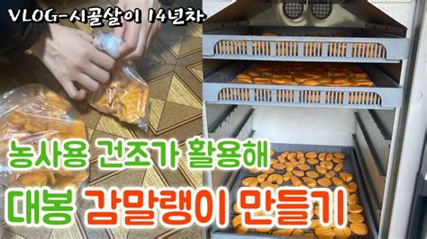 고추 건조기로 감말랭이 만들기 Youtube