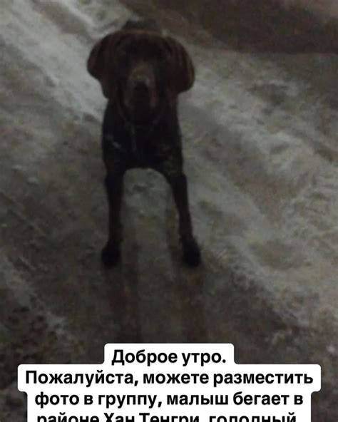 КС 4 лапы объявления НайденПёс Алматы Скрин из сторис группы Fonddobryhdel Almaty Instagram