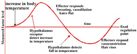 How Does Temperature Affect Homeostasis