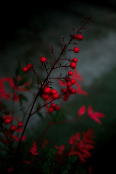 Intothebargain Tumbex