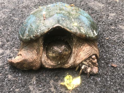 Snapping Turtle Shell Paint Or Fungus Rturtle Snapping Turtle Shell Paint Or Fungus Rturtle