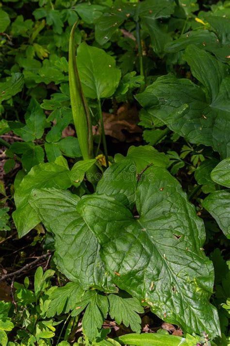 Cuckoopint Or Arum Maculatum Arrow Shaped Leaf Woodland Poisonous