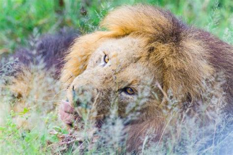 Premium Photo Close Up Male Lion Feeding On A Warthog