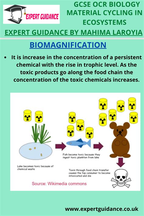 Gcse Ocr Biology Coordination And Control The Nervous System Complete Revision Summary Notes