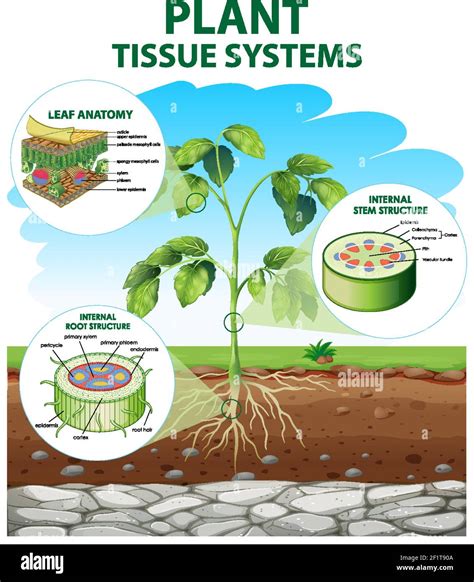 Plant Tissue Stock Vector Images Alamy