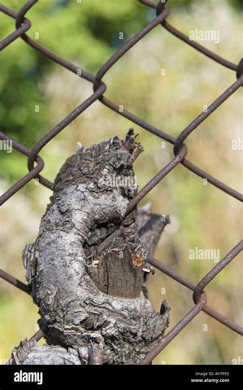 Vertical Image Of Tree Section Growing Around Old Fence Stock Photo Alamy