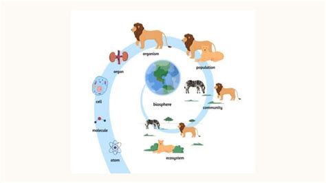 General Biology Evolution Lesson Stem Strand Pdf