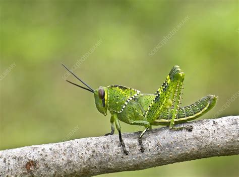 Grasshopper Larvae
