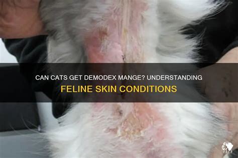Can Cats Get Demodex Mange Understanding Feline Skin Conditions Petshun