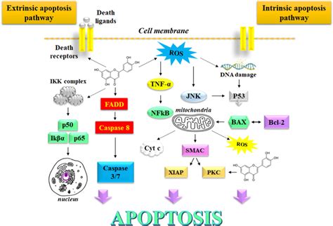 Signaling Pathways Affected By Luteolin Download Scientific Diagram
