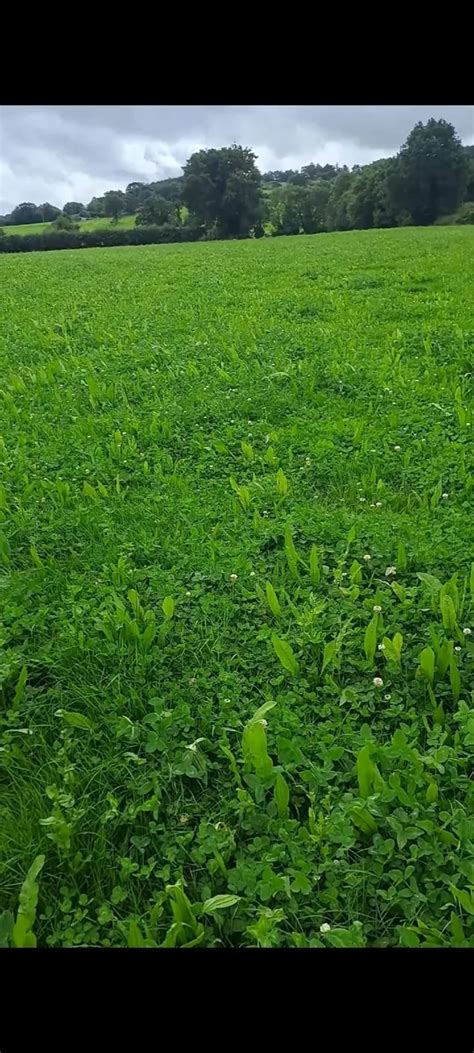 Grassclovermss Stitching And Rejuvination For Sale In Co Kildare For €1234 On Donedeal