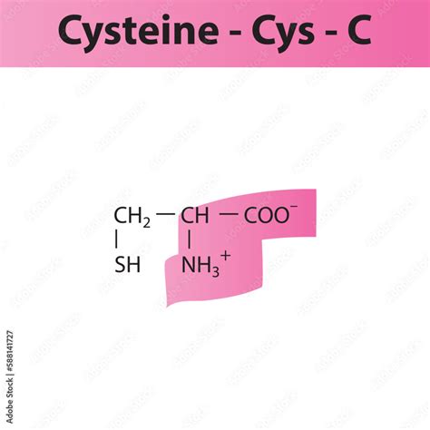 Cysteine Cys C Amino Acid Structure Skeletal Formula With Amino