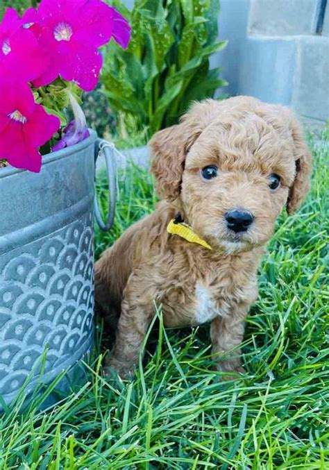 Goldendoodles Check Out Our Precious Mini Teacup Micro Goldendoodle