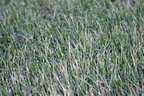 Low Temps May Freeze Lawn But Turf Grass Recovers Farmington Mi Patch