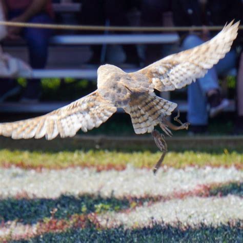 Struggle Bus Day 64 • Podcast • Struggle Bus • Scoundrels Inn Pirate