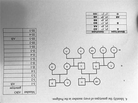 Bo Iii 5 Iii 4 1 Ab Genotype Abo Member Genotype Blood Type 4 Identify