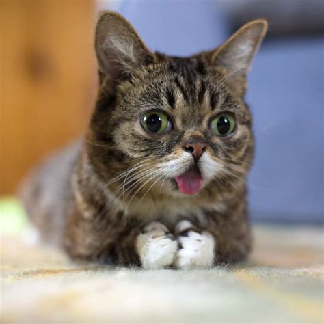 Cat With Down Syndrome