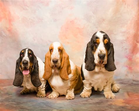 European Basset Hounds Lowdown Love Basset Hounds