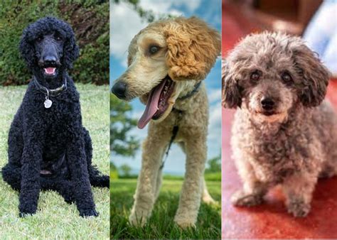 Toy Poodle Adorable Graceful And Loyal Waf