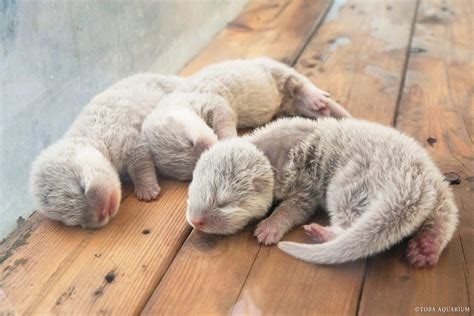 コツメカワウソに赤ちゃん誕生！ 鳥羽水族館 公式サイト