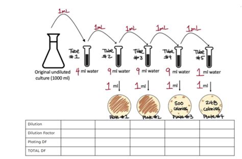 Bio 315 Lab Final Flashcards Quizlet