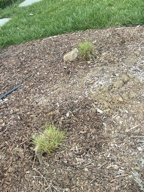 Undaunted Ruby Muhly Grass The Greenhouse