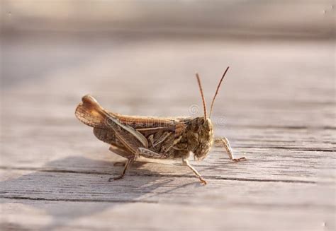 Grasshopper On Wooden Surface Stock Image Image Of Nature Fauna