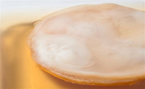 Is A Scoby Alive Your Questions Answered