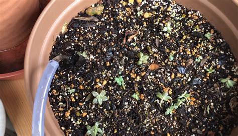 Arduinoで自動給水機を作る Ryota Kuwabara