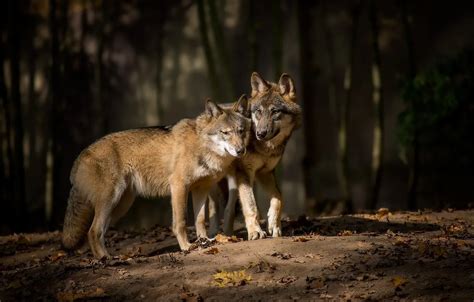 Wallpaper Nature Predator Animal Wolf Wildlife Portrait Portrait