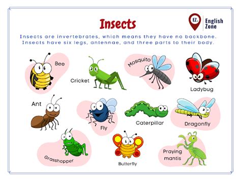 Vocabulario Insectos