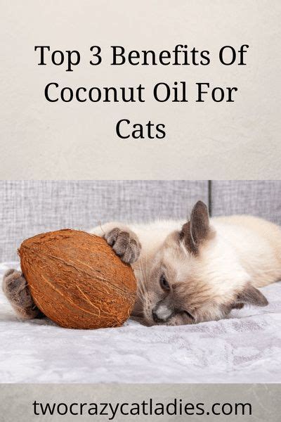 Coconut Oil For Cats Artofit