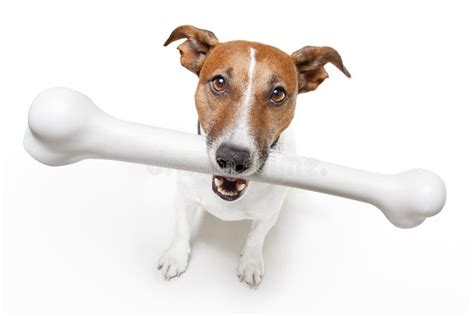 Собака с косточкой стоковое изображение изображение насчитывающей ñ ñ‚ñ ñ 53614671