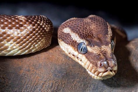 粗鳞蟒 Python 蛇 Pixabay上的免费照片