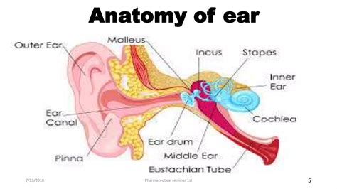 Mechanism Of Hearing Presentation PPTX Digital Audio Computer Software And Applications