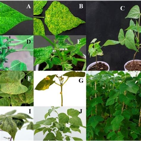 Phenotyping Resistance To Bcmv Bcmnv And Bgymv In The Genotypes Of The