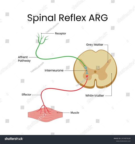 Spinal Cord And Reflex Arc Reflex Actions And Reflex Arc