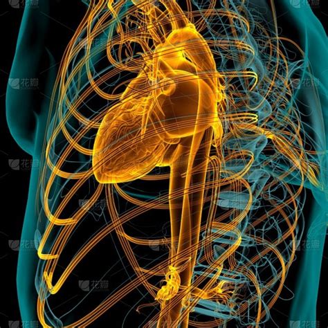 人体心脏与循环系统解剖医学概念3d