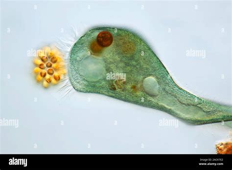 Green Algae Protist