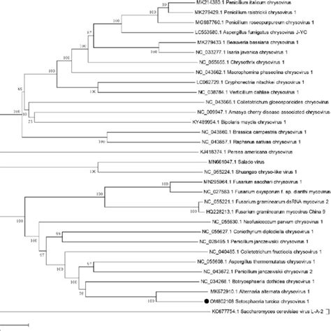 Phylogenetic Analysis Of The Rdrp Regions Of Stcv1 And Selected Dsrna