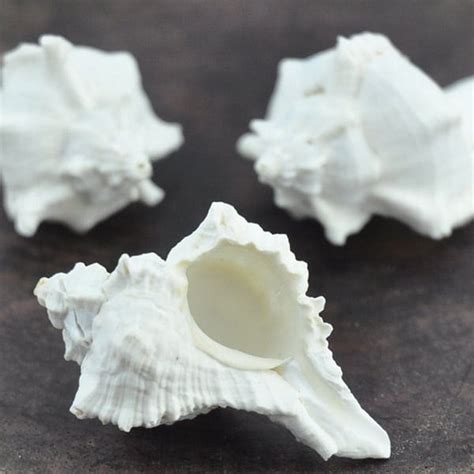 Murex Simply Shells